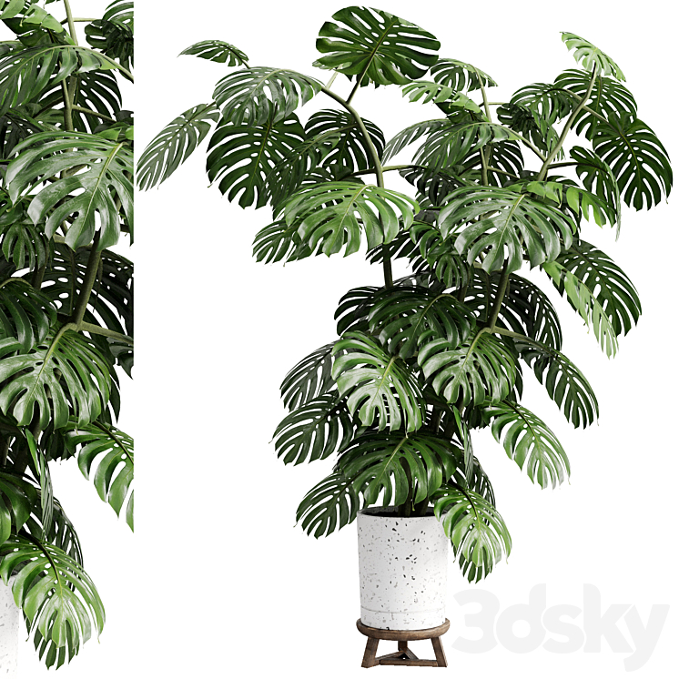 Monstera Deliciosa Plant in a stand pot - set indoor plant 632 - Indoor ...