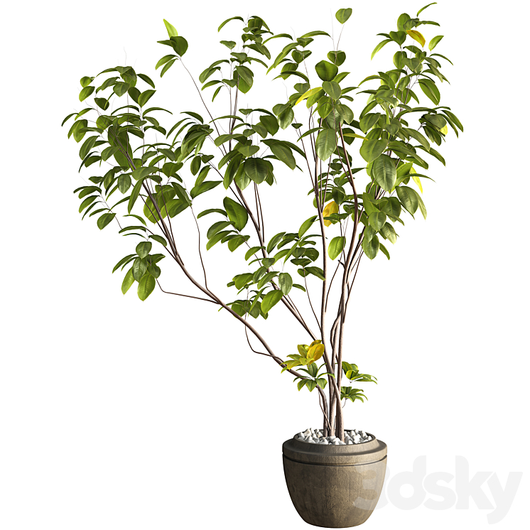 Bonsai Jungle Ficus Rubber Tree 394 - Indoor - 3D model