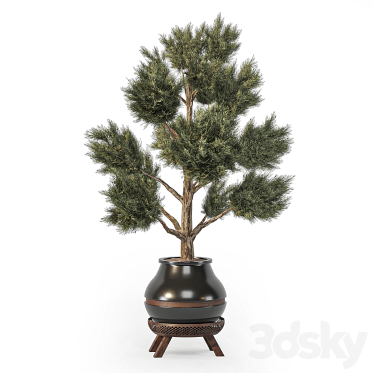 Indoor Plant Decorative Shrub 151 - Indoor - 3D model