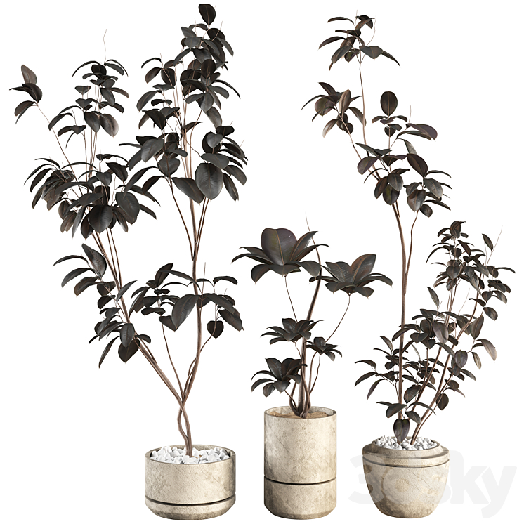 Black Bonsai Ficus Rubber Tree Set 399 - Indoor - 3D model