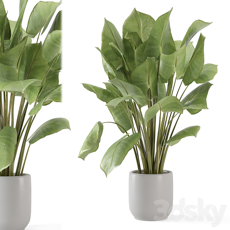 Indoor Big Leaf Plant in Gray Pot_Set 3048 - Indoor - 3D model