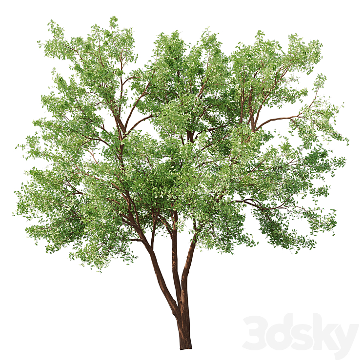 Tree TA 11 - Tree - 3D model