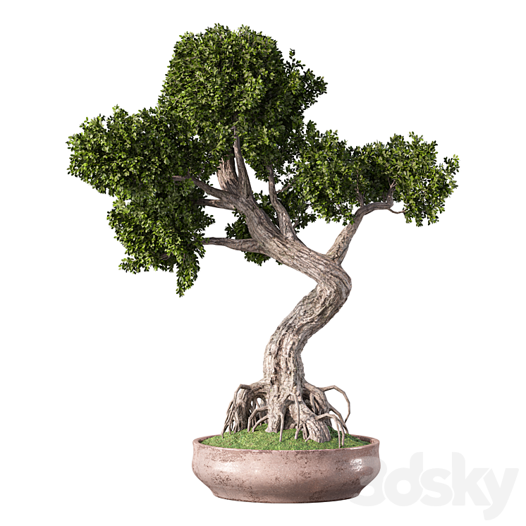 Bonsai Tree Set.258 - Indoor - 3D model