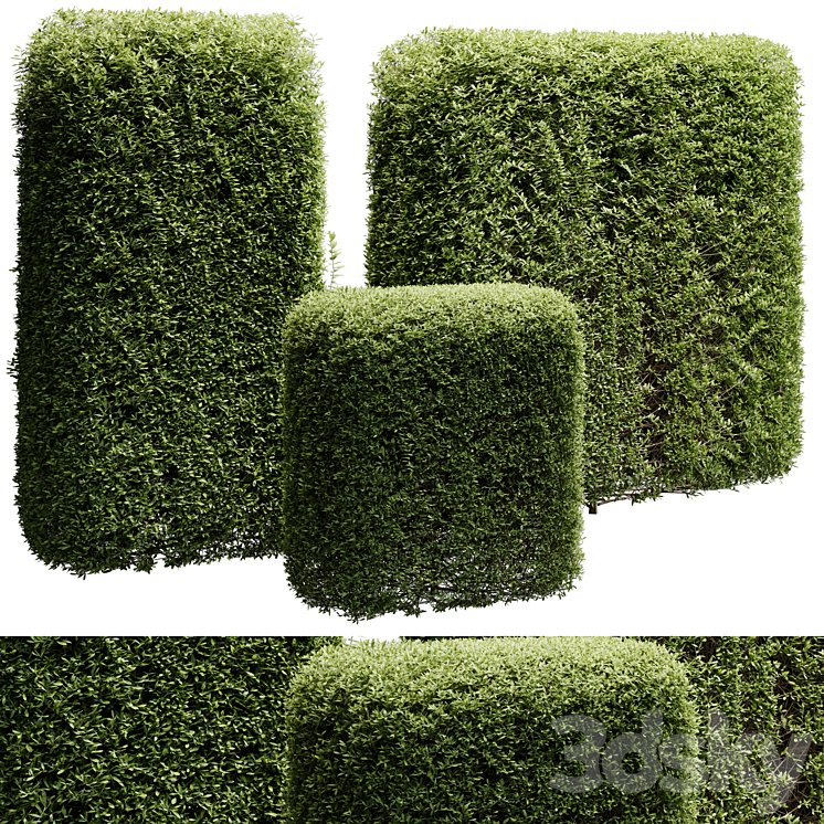 Hedge Cubic and Topiary Bush - outdoor plant set 233 corona - Outdoor ...