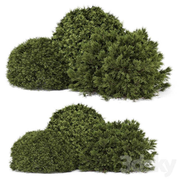 Outdoor Plants Pine Bush and Tree_Bush Set 3071 - Bush - 3D model