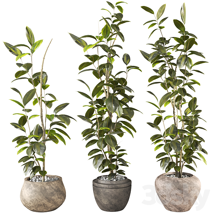 Bonsai Jungle Ficus Rubber Tree Collection 413 - Indoor - 3D model