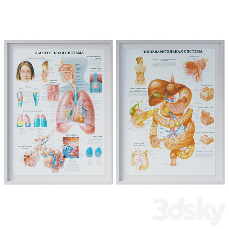 Medical posters in frames - Frame - 3D model