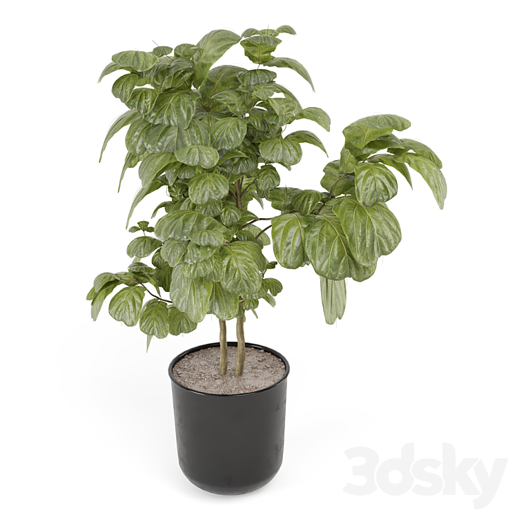 Ficus Lyrata Black Metal Pot 3197 - Indoor - 3D model
