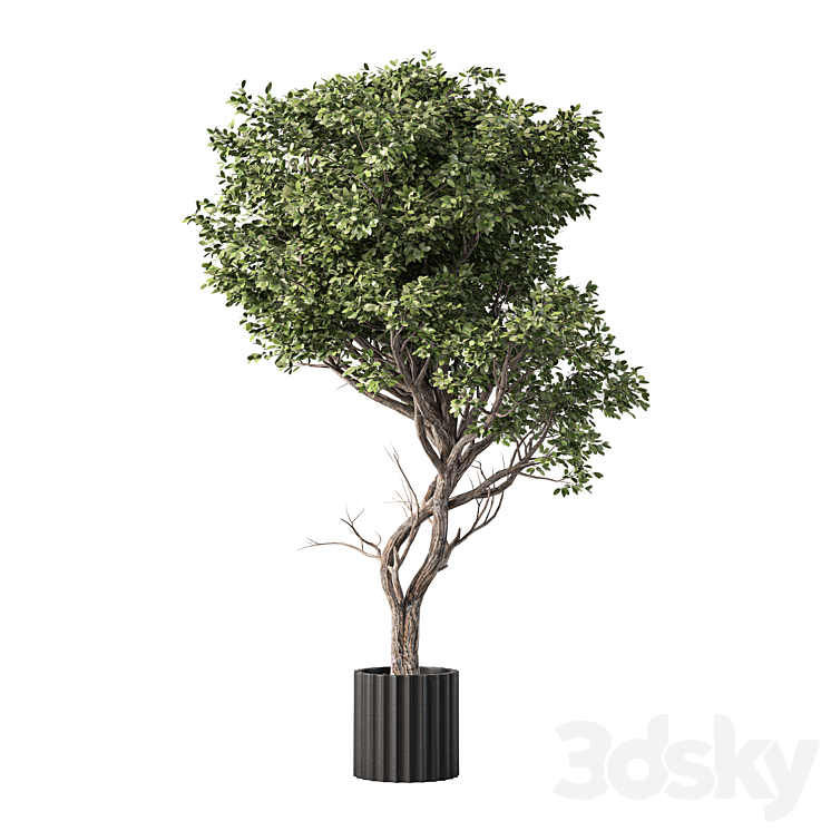 Indoor Tree Plant Set.269 - Indoor - 3D model