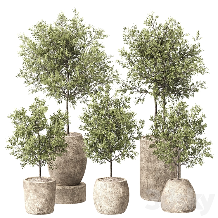 Olive Plant indoor plant 001 - Indoor - 3D model
