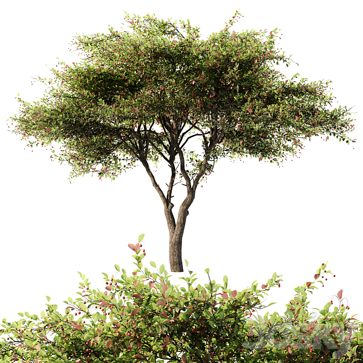 Crataegus Tree - Tree - 3D model
