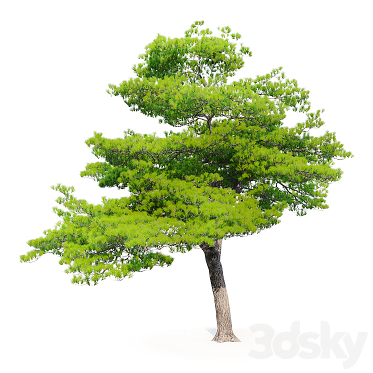 Pinus parviflora 02 - Tree - 3D model