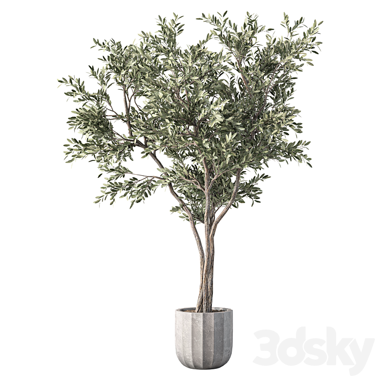 Olive Tree Indoor Plant Set.276 - Indoor - 3D model