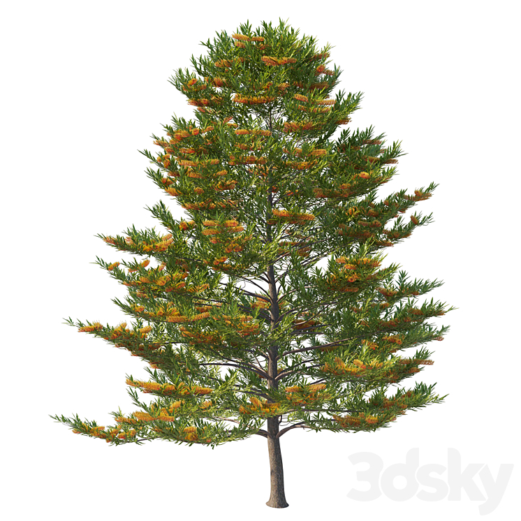 Grevillea robusta tree 03 - Tree - 3D model