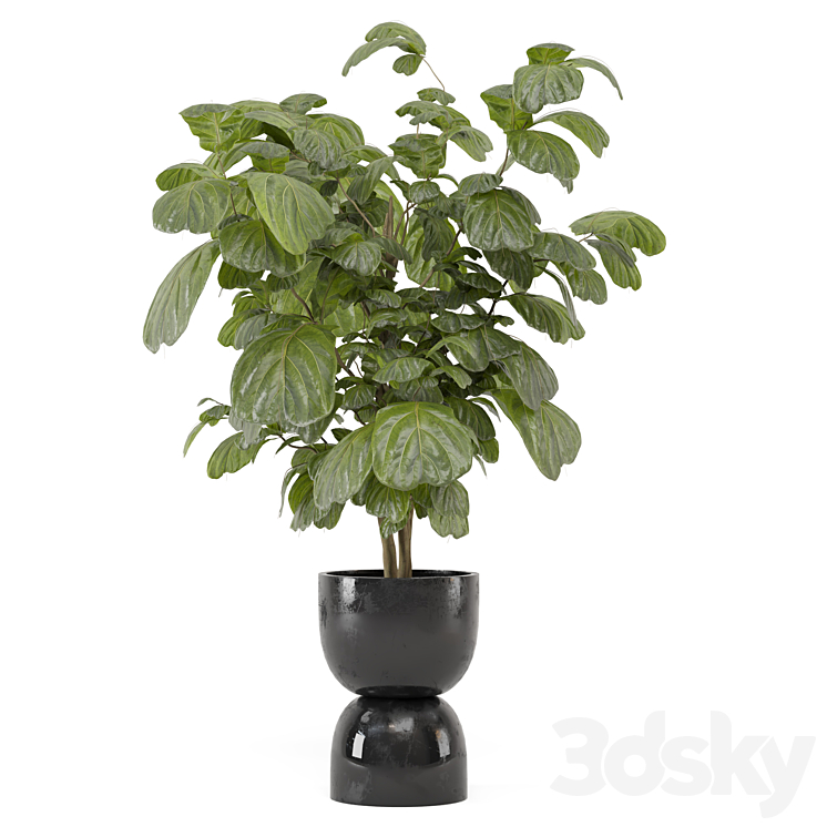 Indoor Ficus Lyrata Black Pot_Set 3326 - Indoor - 3D model
