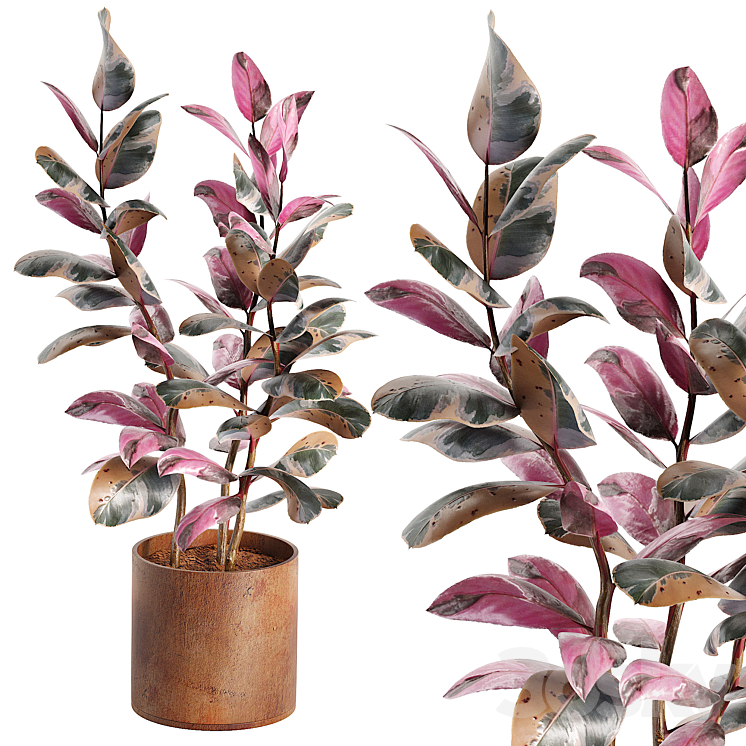 Types of Rubber Plants - Indoor - 3D model
