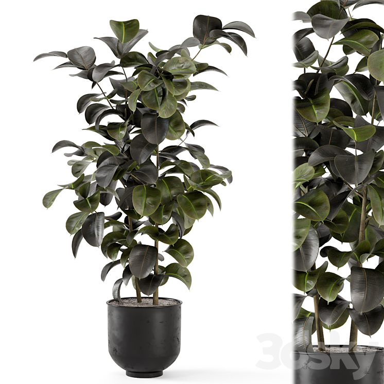 Indoor Ficus Plants Black Pot_Set 3377 - Indoor - 3D model