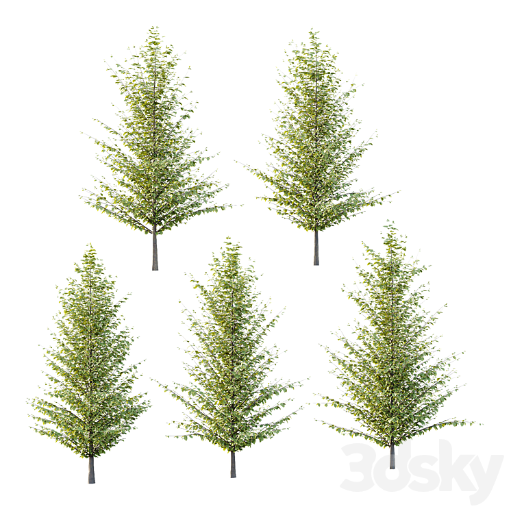 Fagus Grandifolia Tree 05 - Tree - 3D model