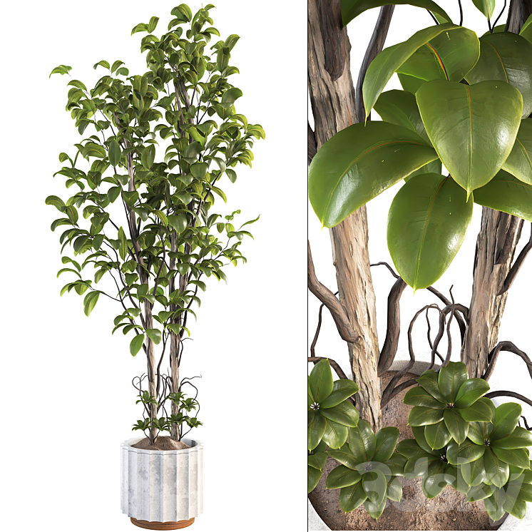 Bonsai Jungle Ficus Rubber Tree Set 432 - Indoor - 3D model