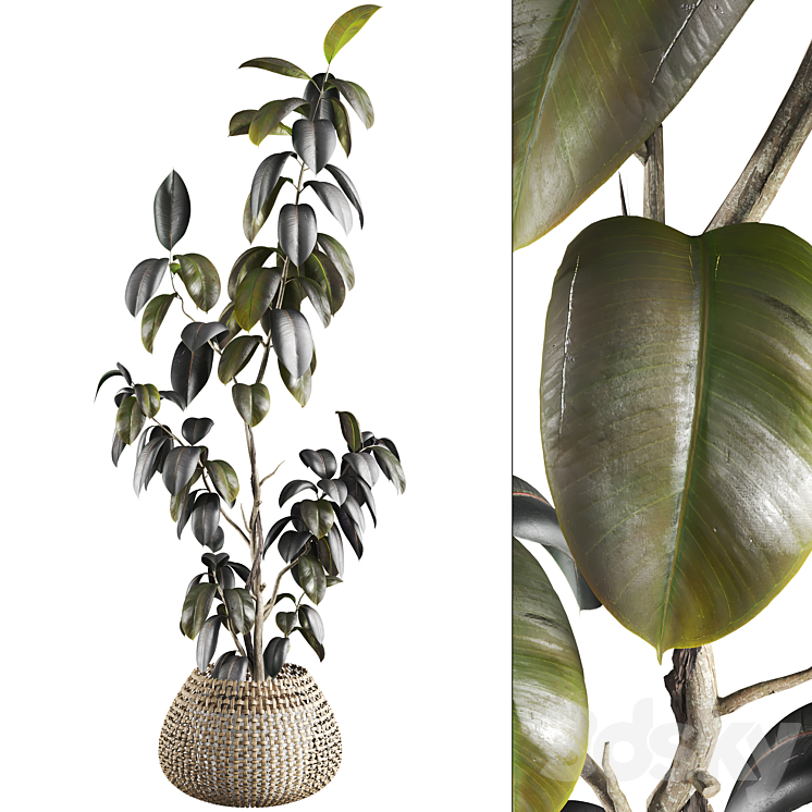 Bonsai Jungle Ficus Rubber Tree Set 435 - Indoor - 3D model