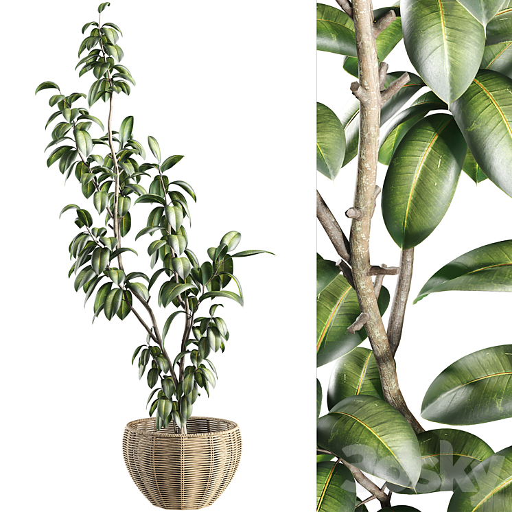 Bonsai Jungle Ficus Rubber Tree Set 437 - Indoor - 3D model