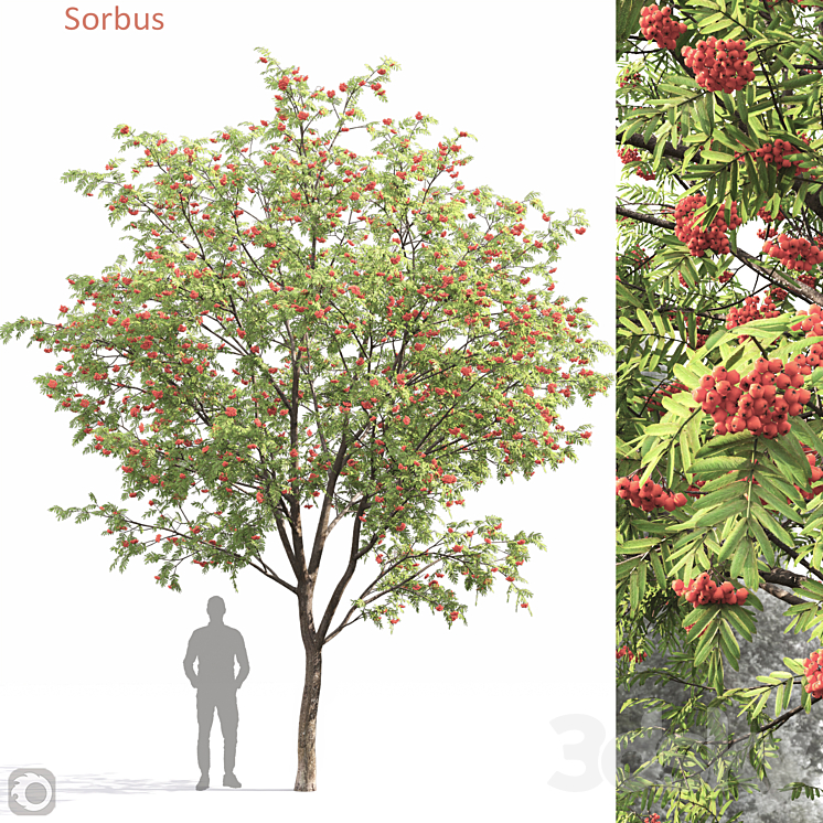 Sorbus - Tree - 3D model