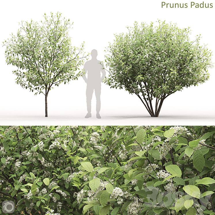 Prunus Padus - Tree - 3D model