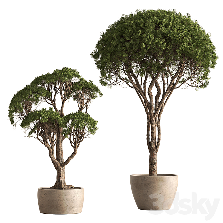 Outdoor Plant 720 - Topiary Ball Tree - Outdoor - 3D model