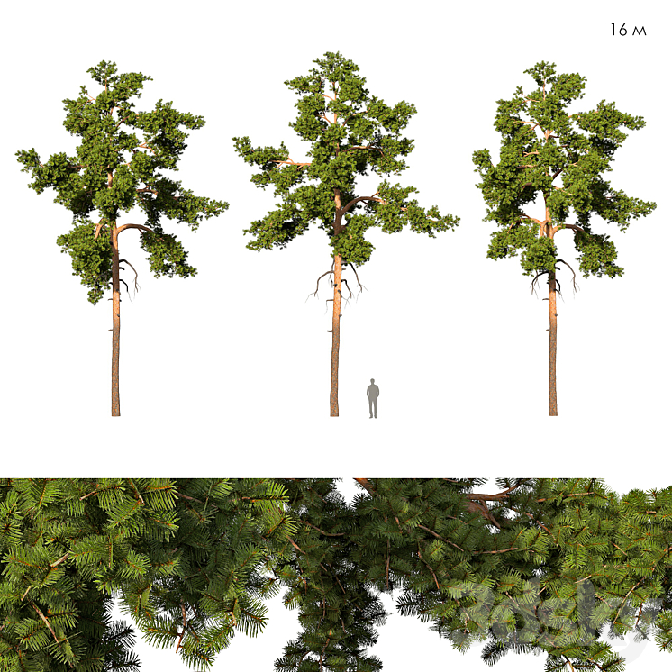 Pines 4 - Tree - 3D model