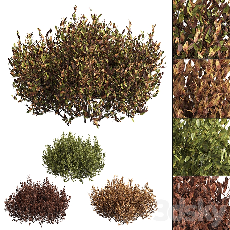 Bush set 002 - Bush - 3D model