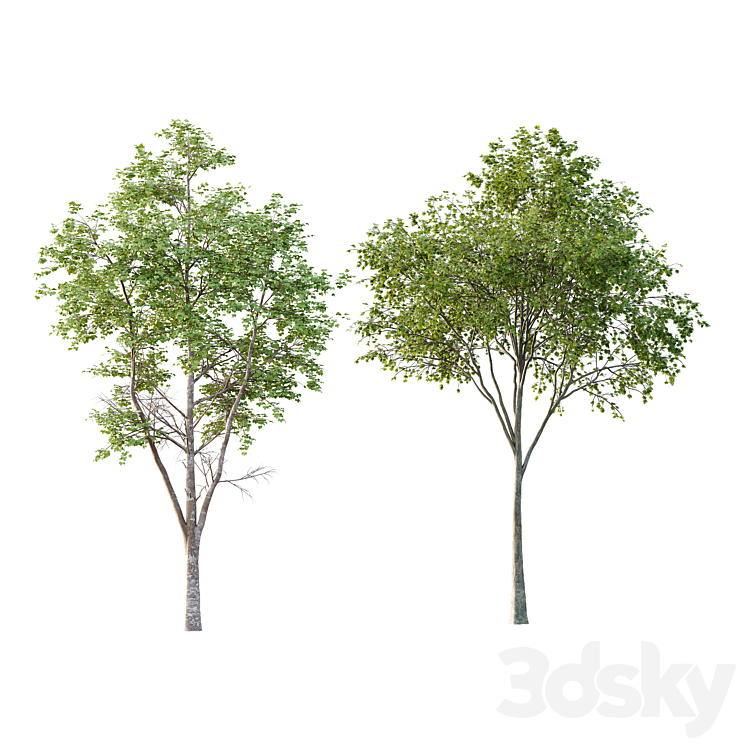 Different Trees 26 - Tree - 3D model