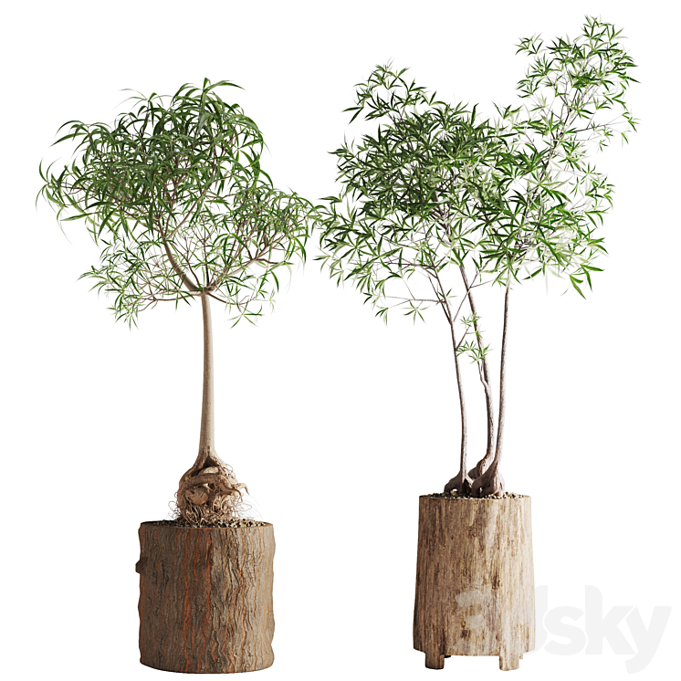 Australian bottleneck plant set - Indoor - 3D model