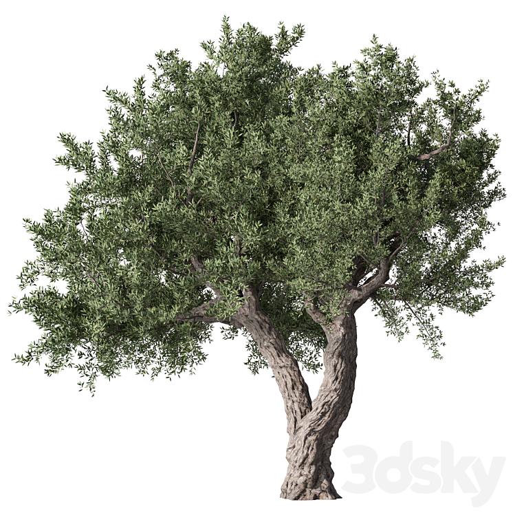 Olive Tree Set.275 - Tree - 3D model