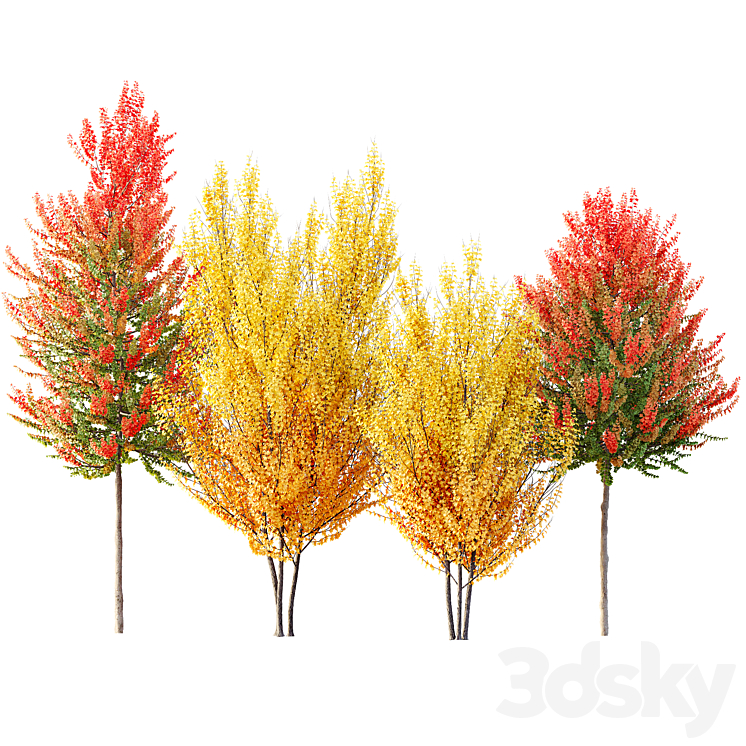 AV Acer X freemanii Freeman Maple Sapindaceae 01 - Tree - 3D model