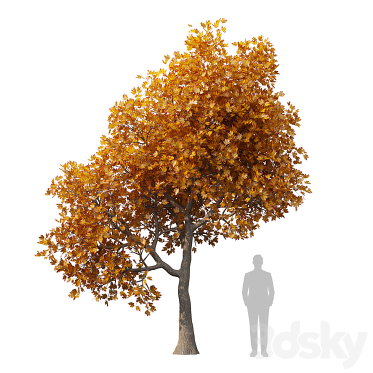Autumn maple tree, 5.8 meters tall - Tree - 3D model