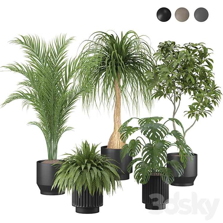 Schefflera arboricola, Ponytail Palm, Palm, Monstera, Fern - Indoor ...
