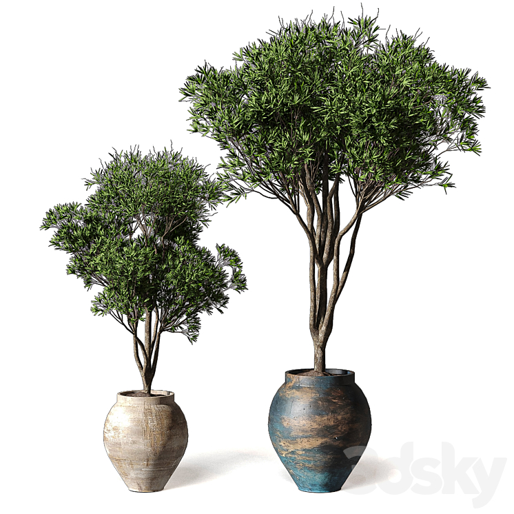 Plants Tree Shrub 342 - Indoor - 3D model