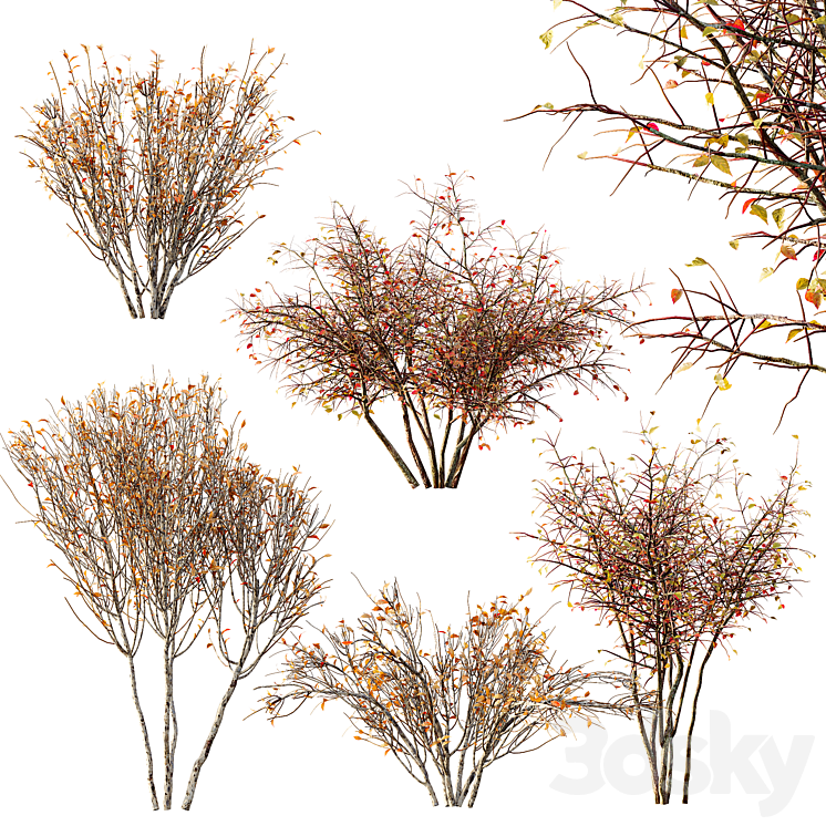 AV fall bushes Myrtle White - Bush - 3D model