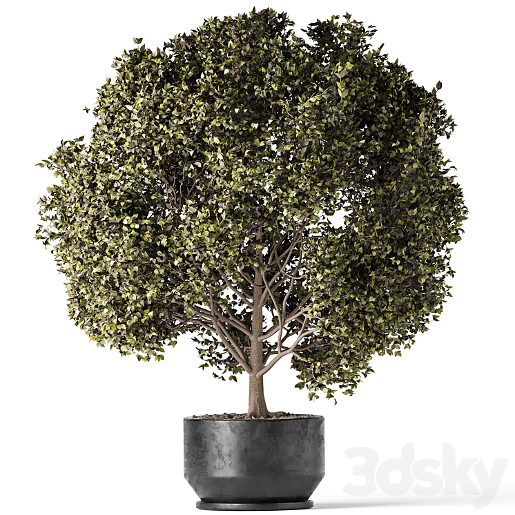 Miniature Potted Tree - Outdoor - 3D model