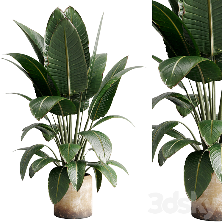 Ravenala palnt in a concrete pot - Indoor plant 736 - Indoor - 3D model