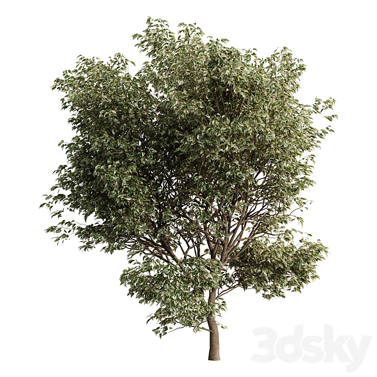 Acer Variegatum Tree - Tree - 3D model