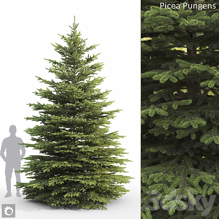 Picea pungens - Tree - 3D model