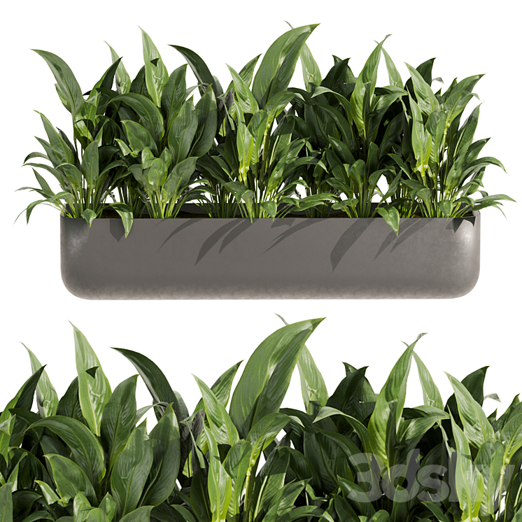 Plant vol 804 - peace lily - box - Indoor - 3D model