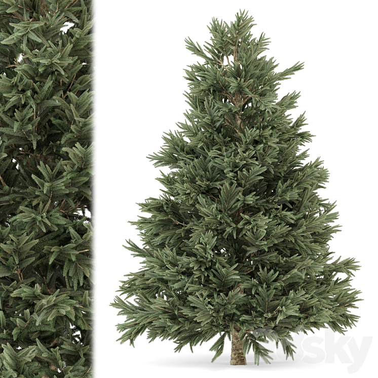 Outdoor Plants Pine Tree_Set 4108 - Tree - 3D model