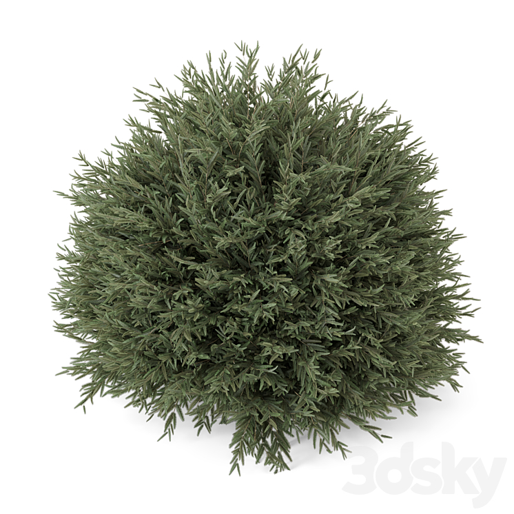 Outdoor Needle Pine Bush_Set 4116 - Bush - 3D model