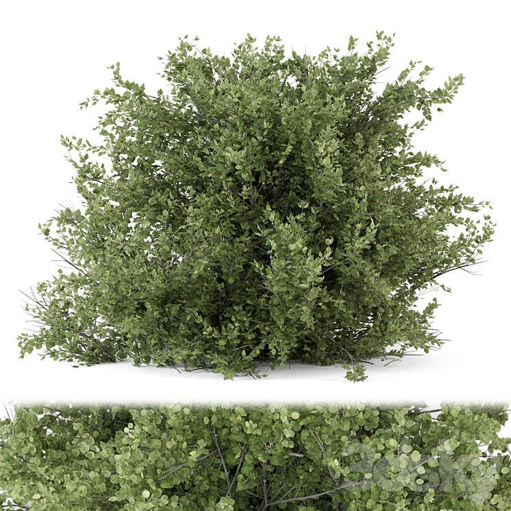 Outdoor Plants Bush_Bush Set 4120 - Bush - 3D model