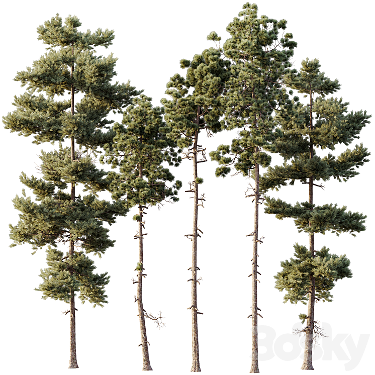 AV Pinus Engelmannii and Pinus Echinata trees - Tree - 3D model