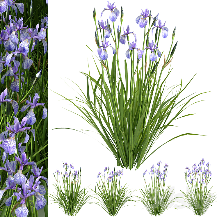 Siberian Iris01 - Bush - 3D model
