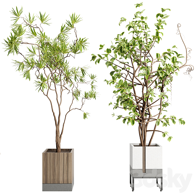 Benjamin branch in a wooden pot - Indoor plant 751 - Indoor - 3D model