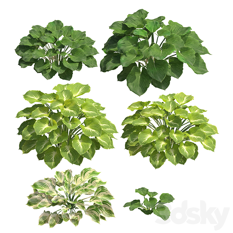 Hosta 02 - Outdoor - 3D model